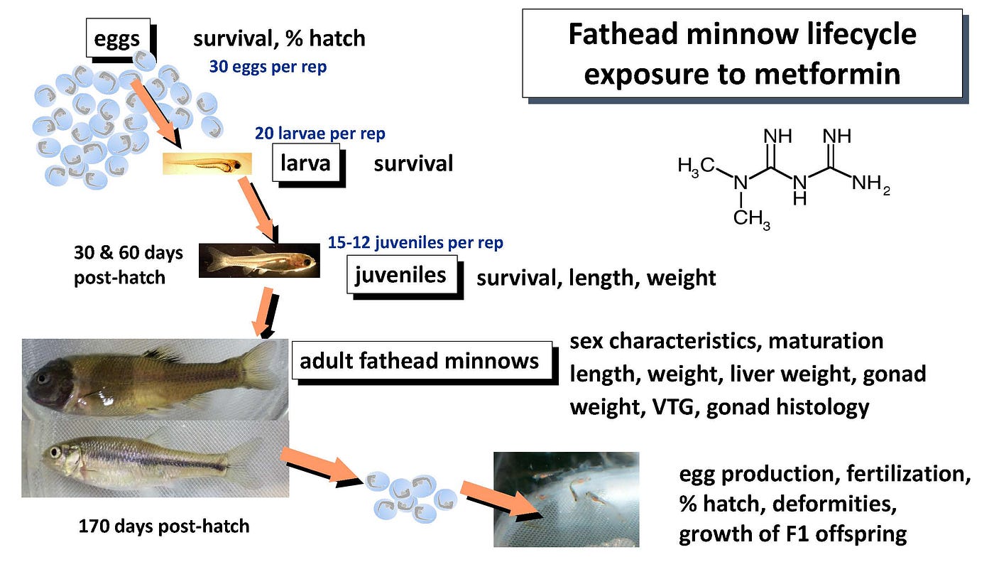 Fathead Minnow Eggs