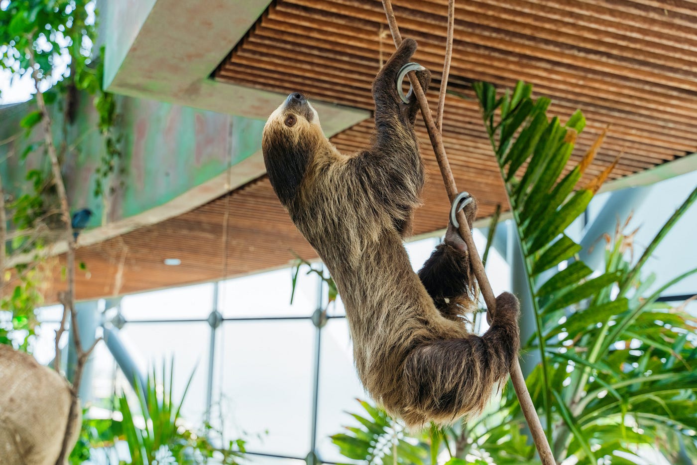 Rapist Sloth Original Photo