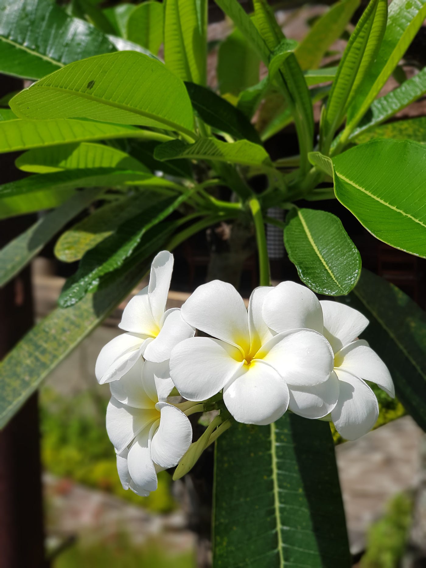 Bali Flowers NEW Bali Woven Frangipani Holder Bali Frangipani