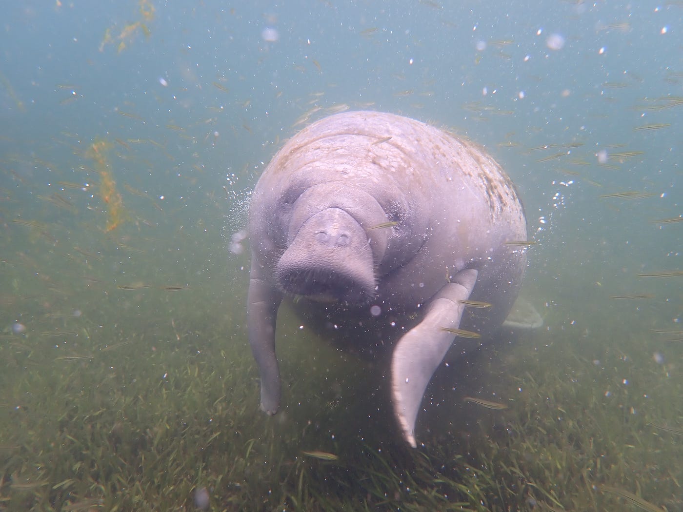 Manatees Swimming In The Ocean
