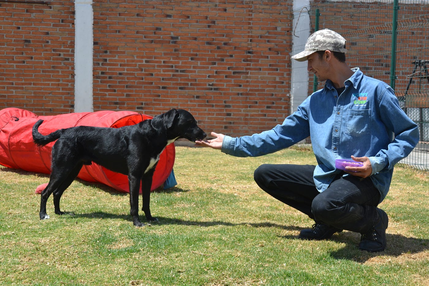 Como Cuido A Mi Perro En Vacaciones