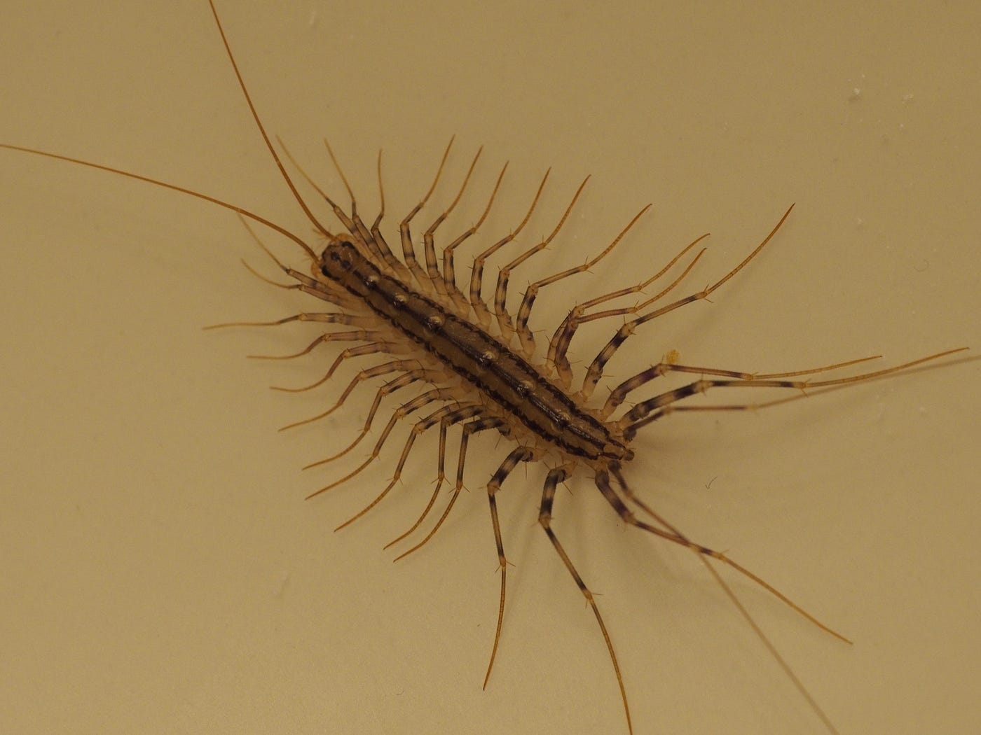 Basement Centipedes