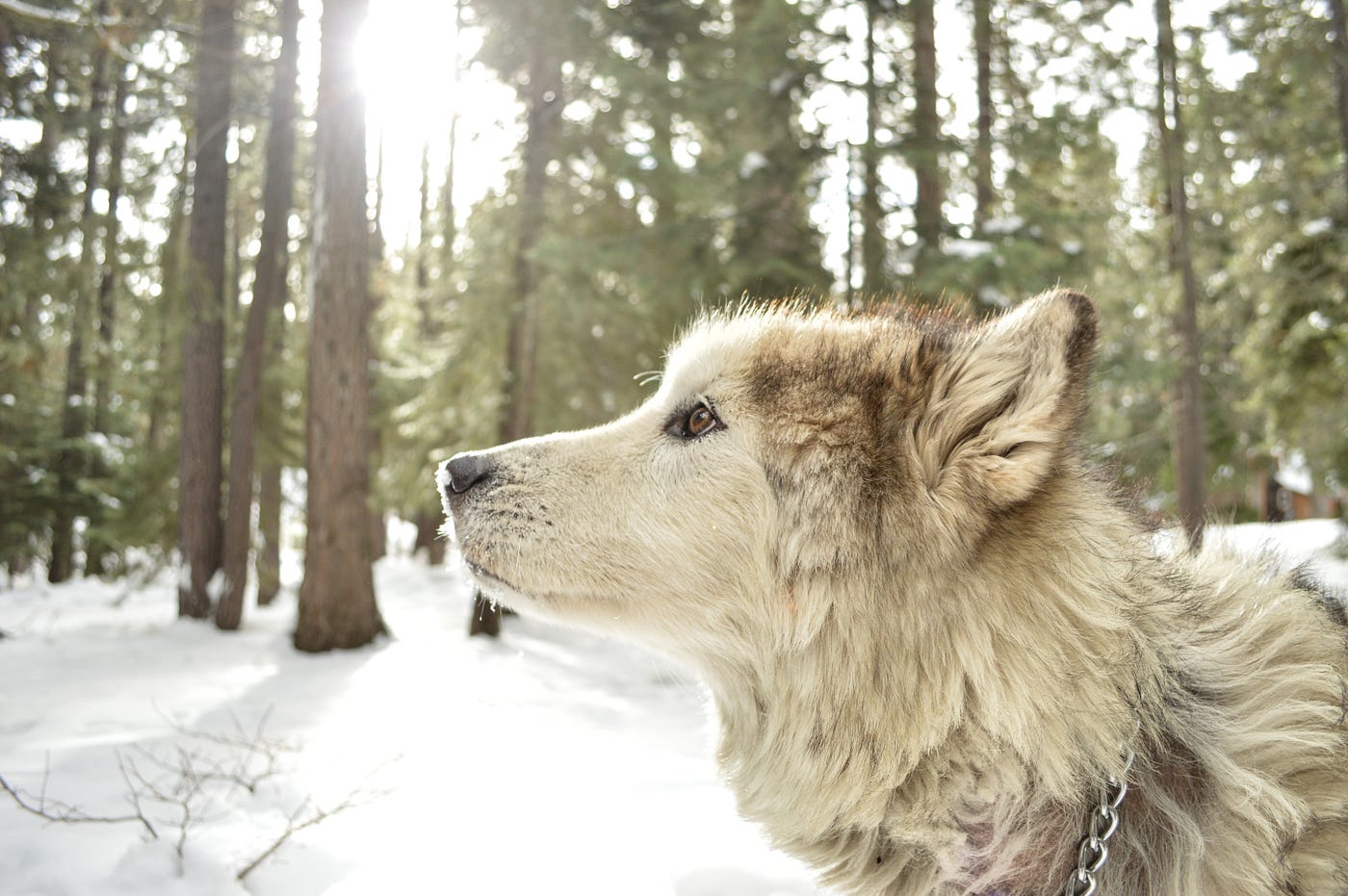 Piebald Wolf