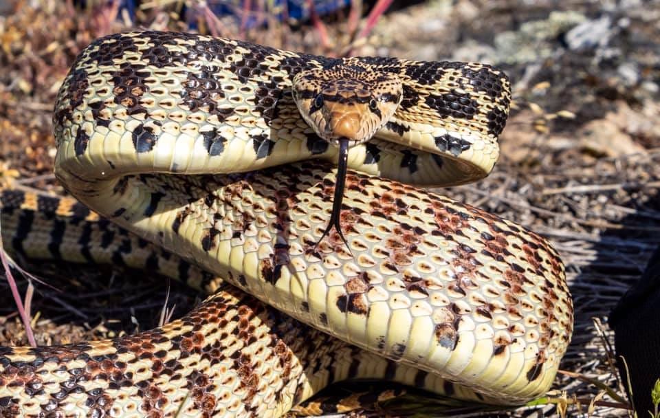 Harmless Snakes