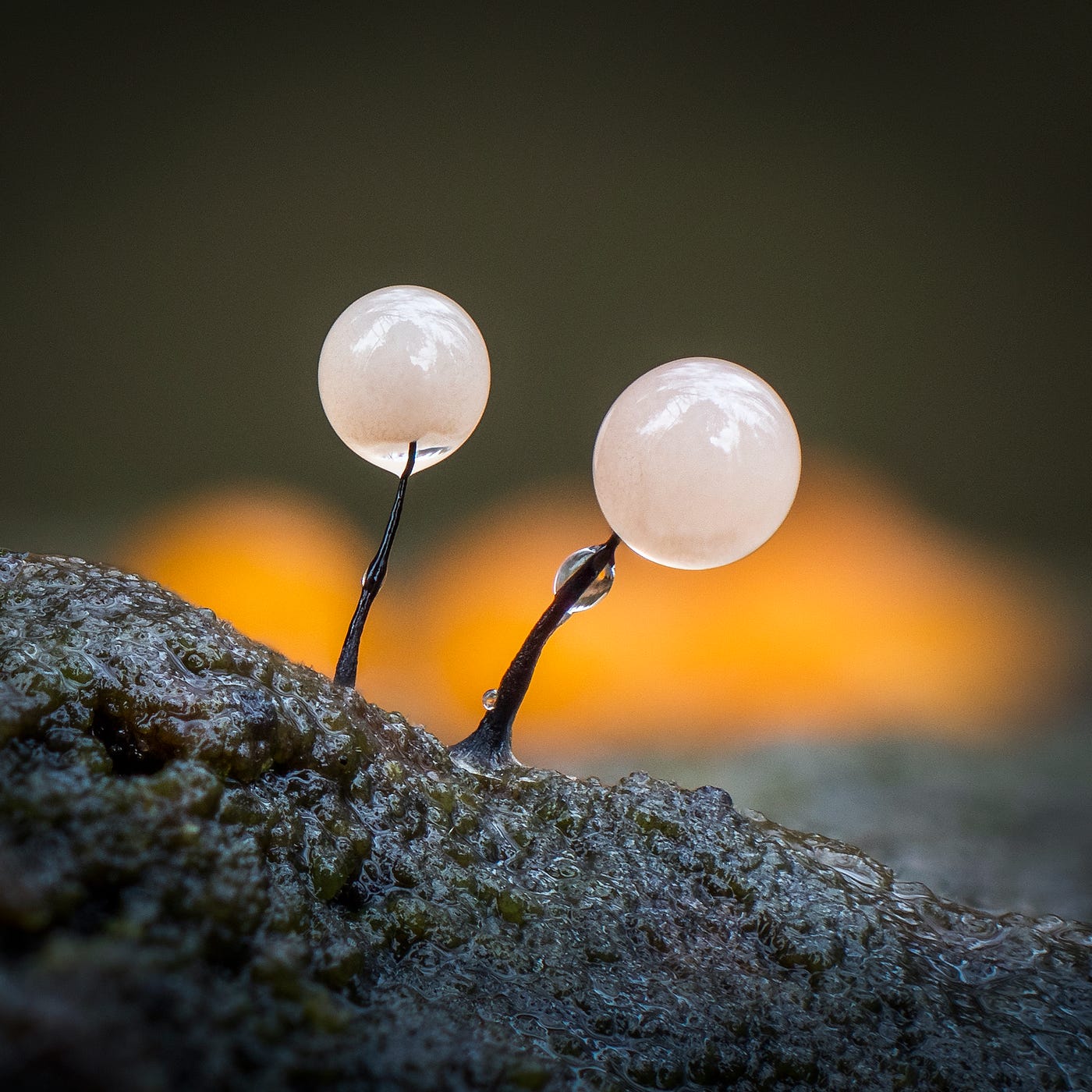 Close Up Photography Nature