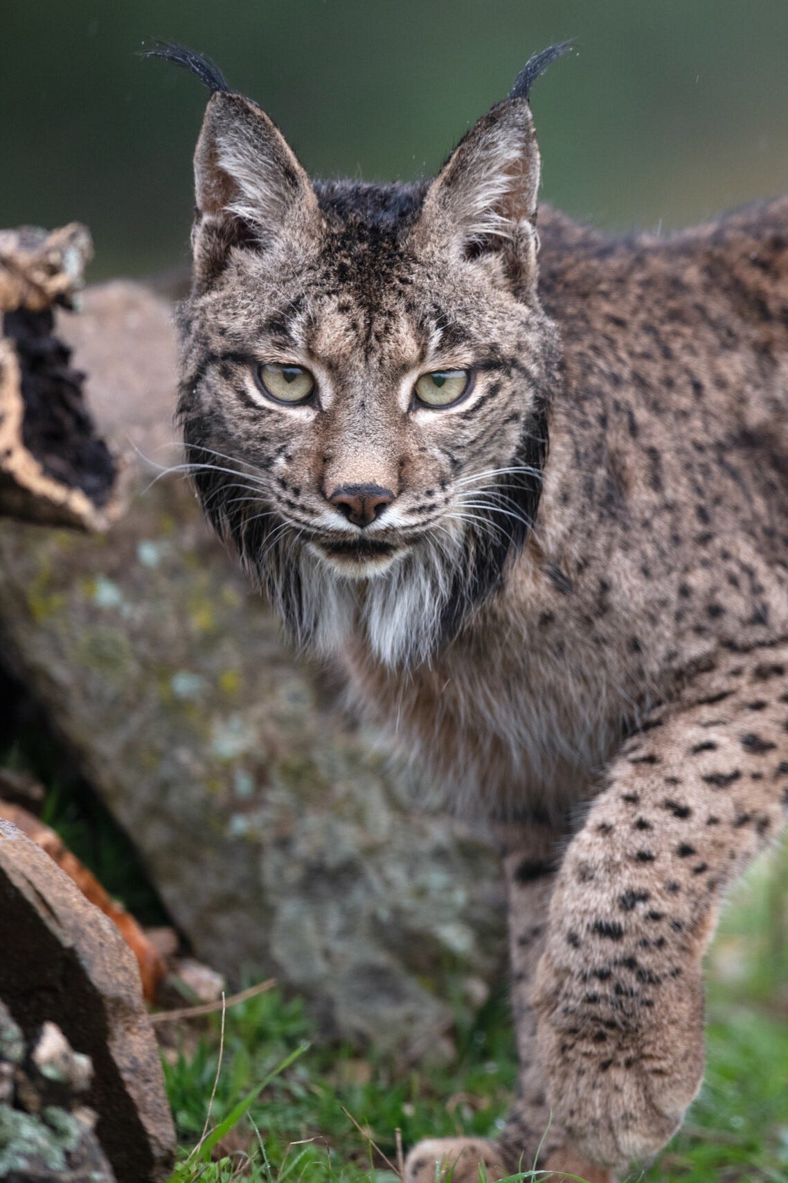 Do Iberian Lynx Attack Humans