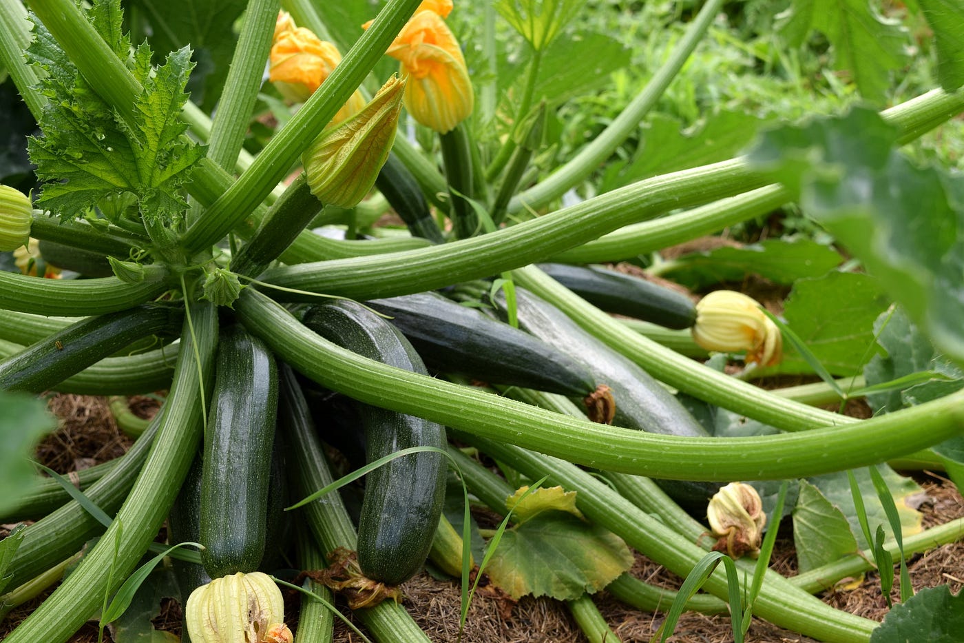 Zucchini Vines