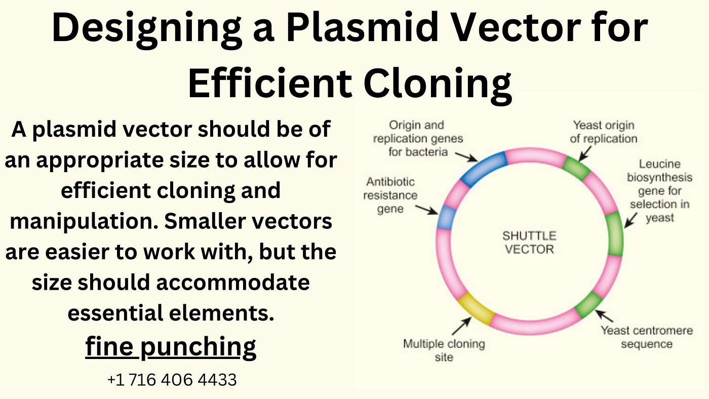 Plasmid Vector Multiple Cloning Sequence