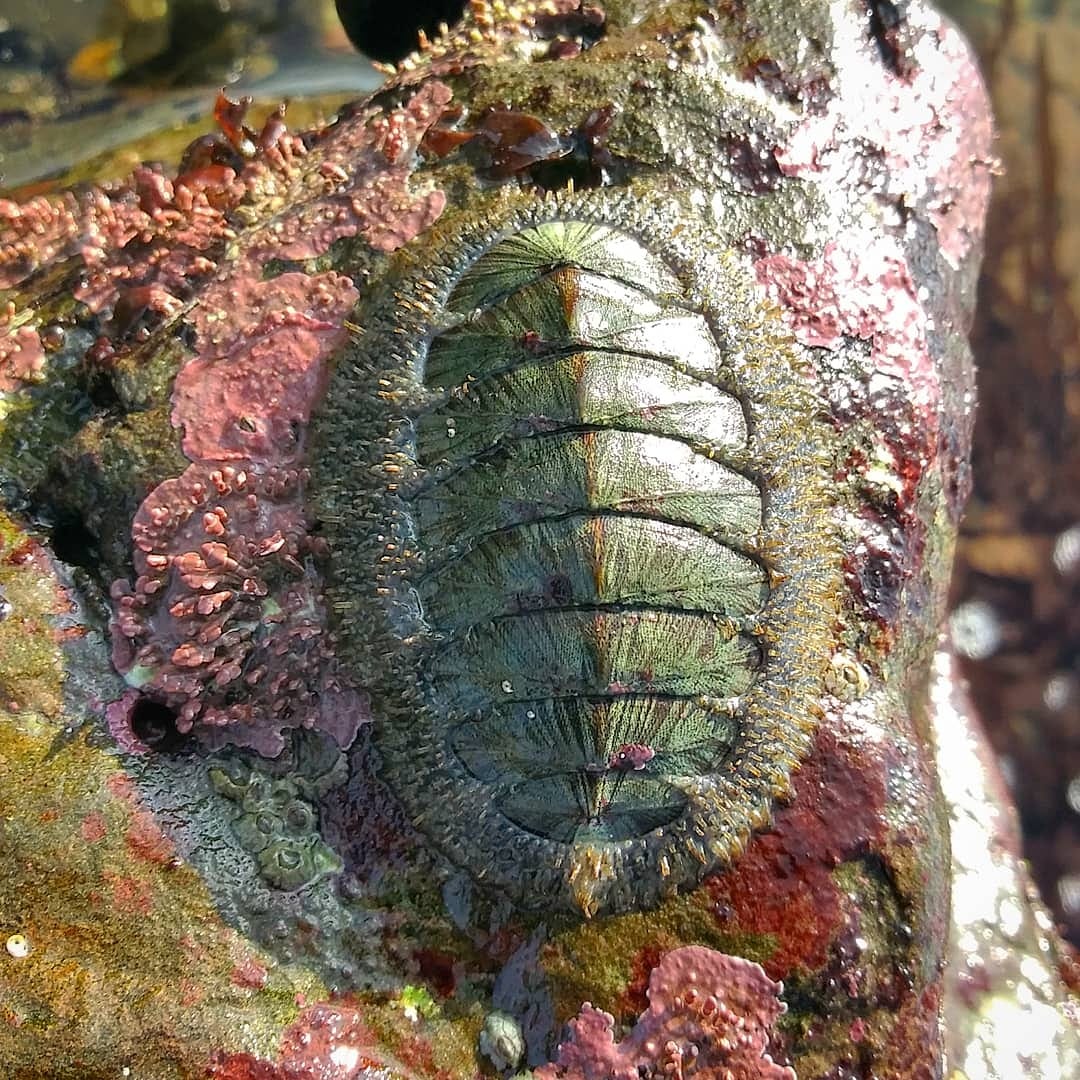 Woody Chiton