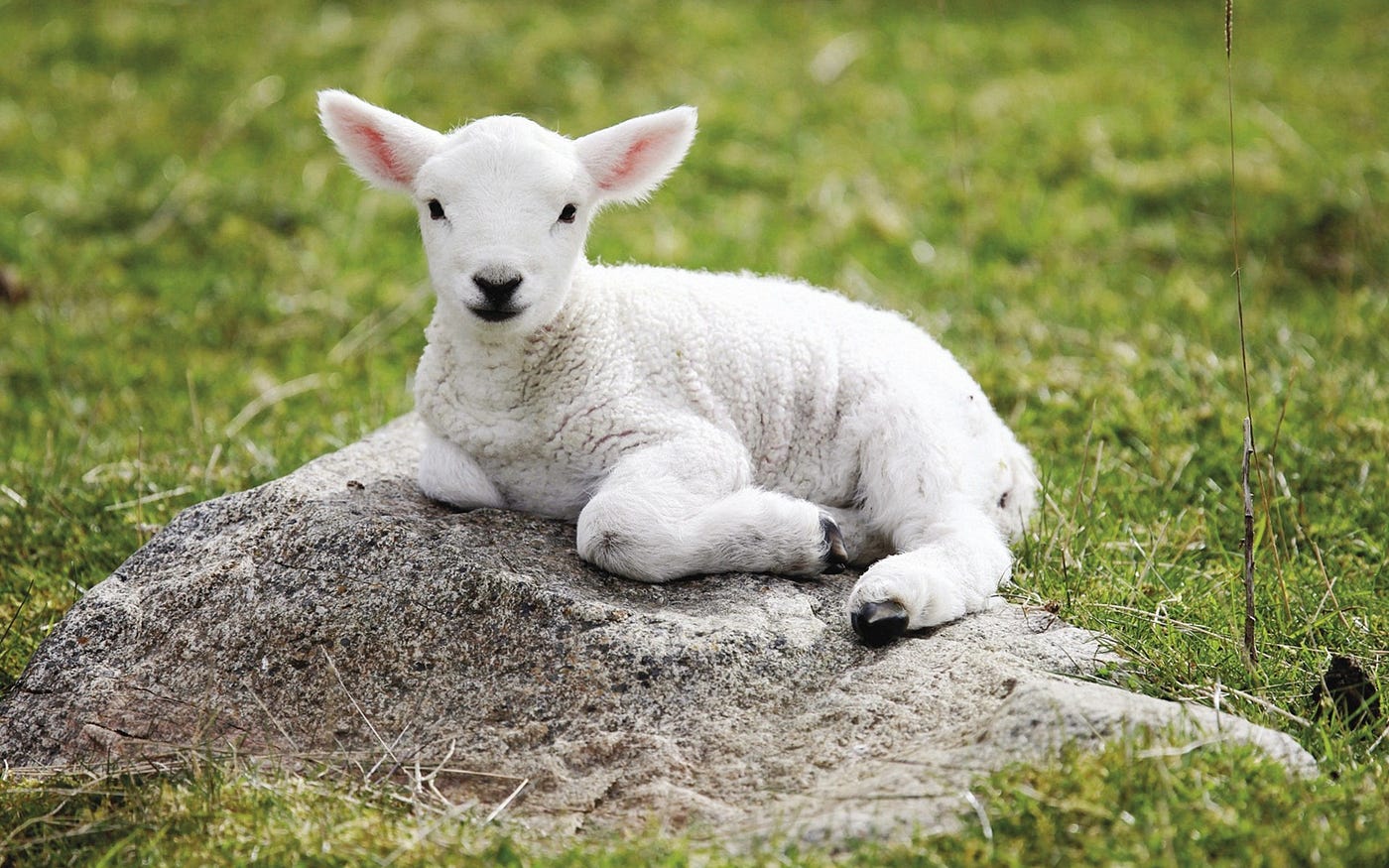 Passover Lamb