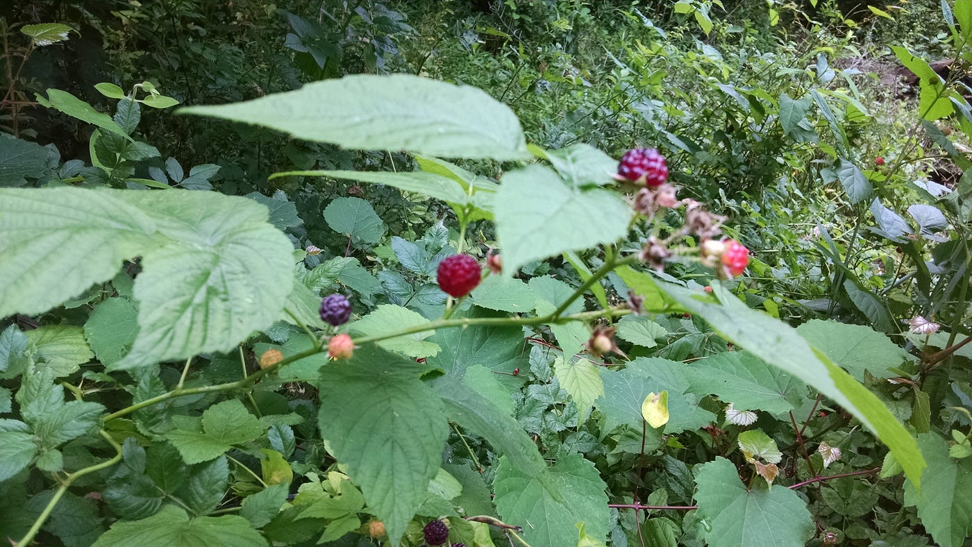 Wild Raspberry Plant Identification