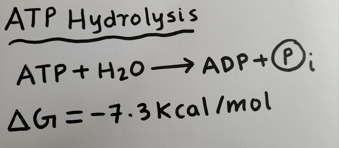 Hydrolysis Of Atp Equation