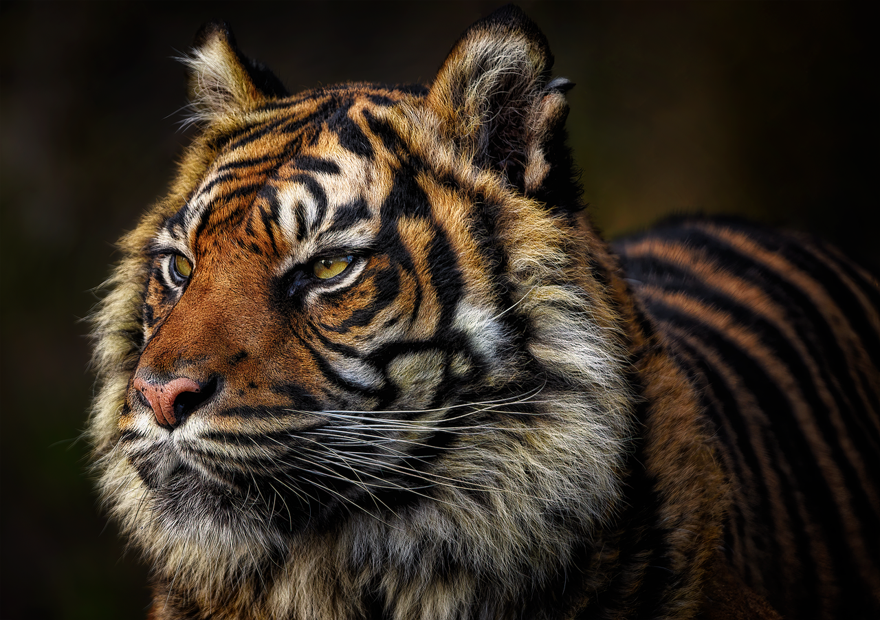 Ferocity Tiger