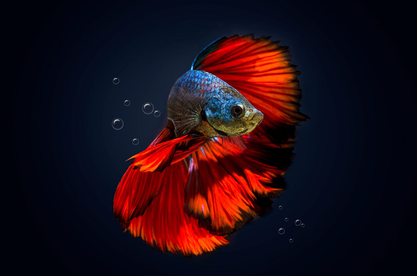 Male Betta Fish Drawing