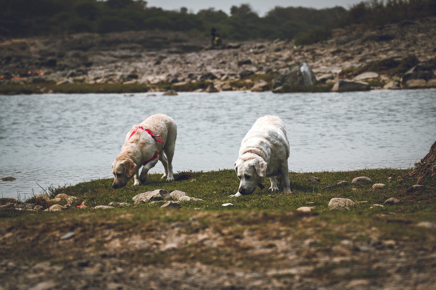 Water Search Dogs