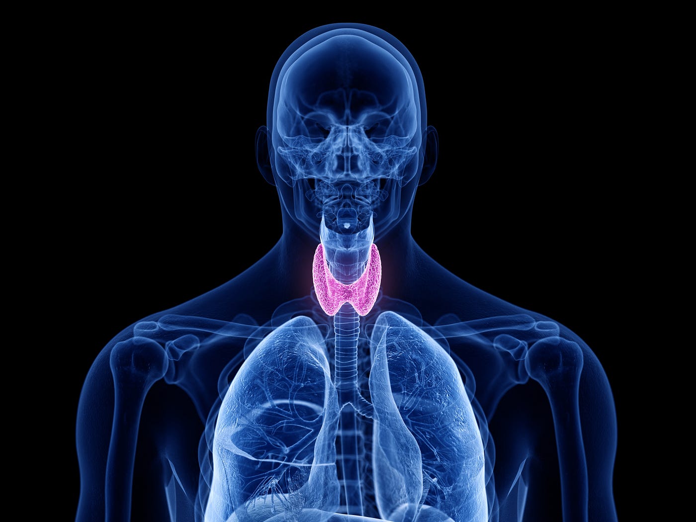 Thyroid Gland Model