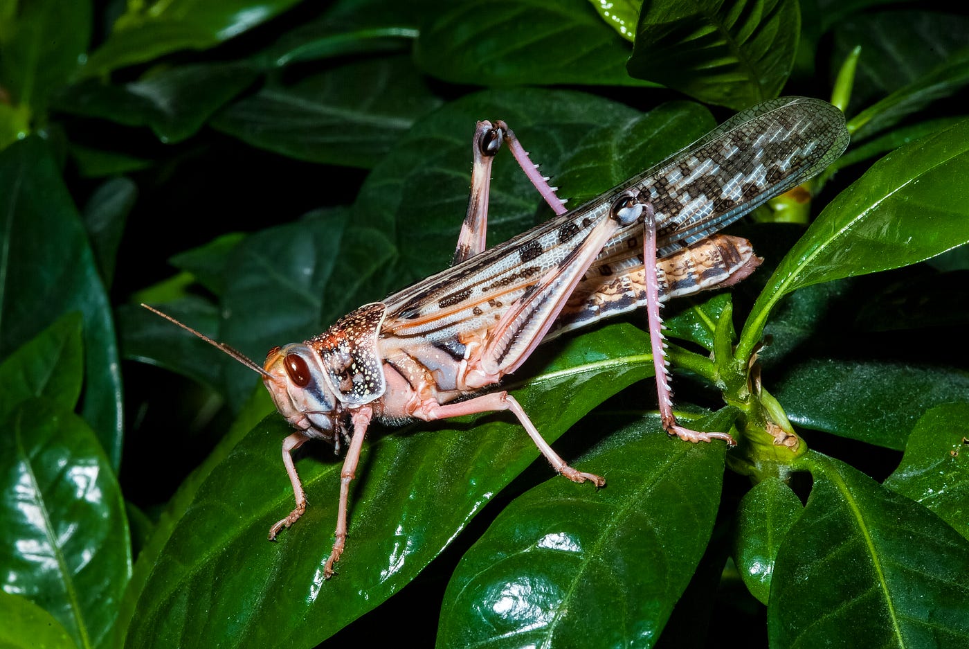 Giant Locust