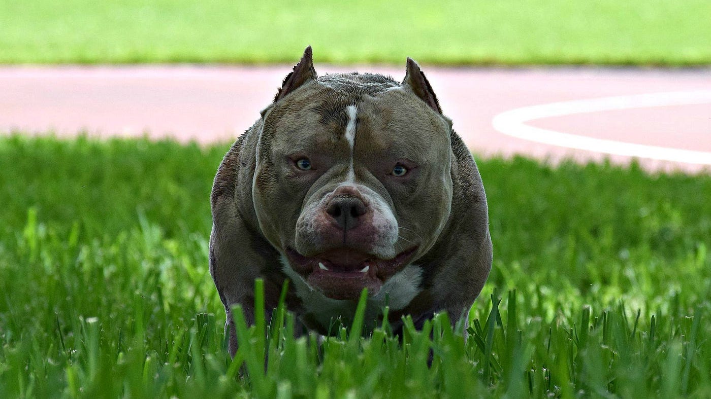 Are Bones Safe For American Bully Puppies