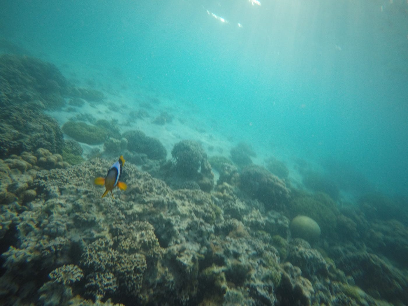5 Things To Know About The State Of Our Oceans For World