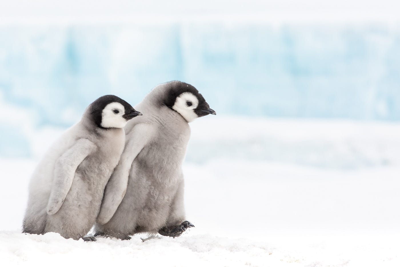 Baby Arctic Penguins