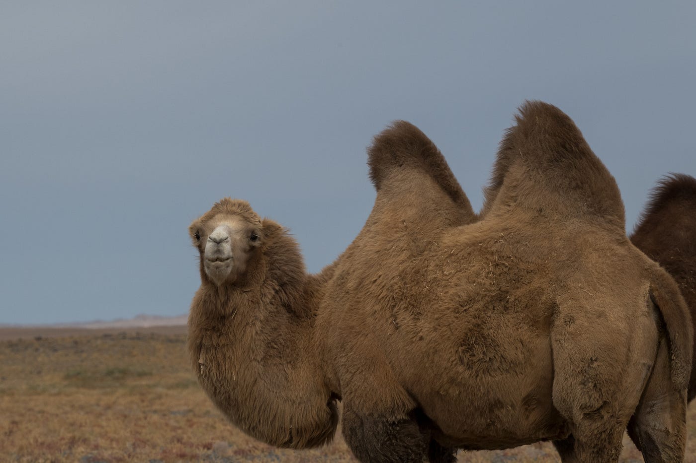 Bactrian Camels Are Found In