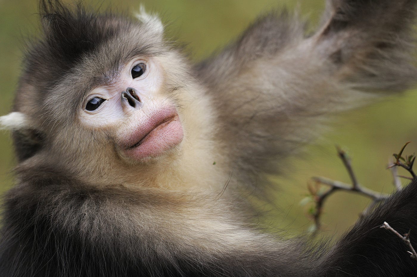 Cute Endangered Monkeys