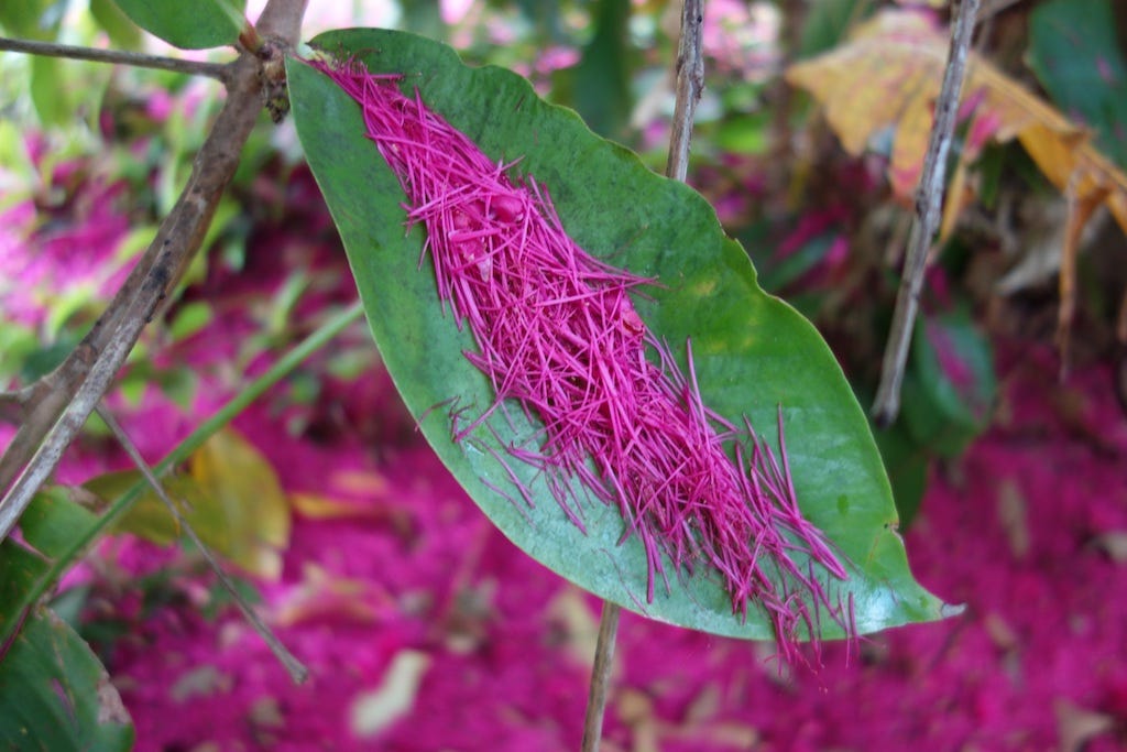 Pumarosa Fruit In English