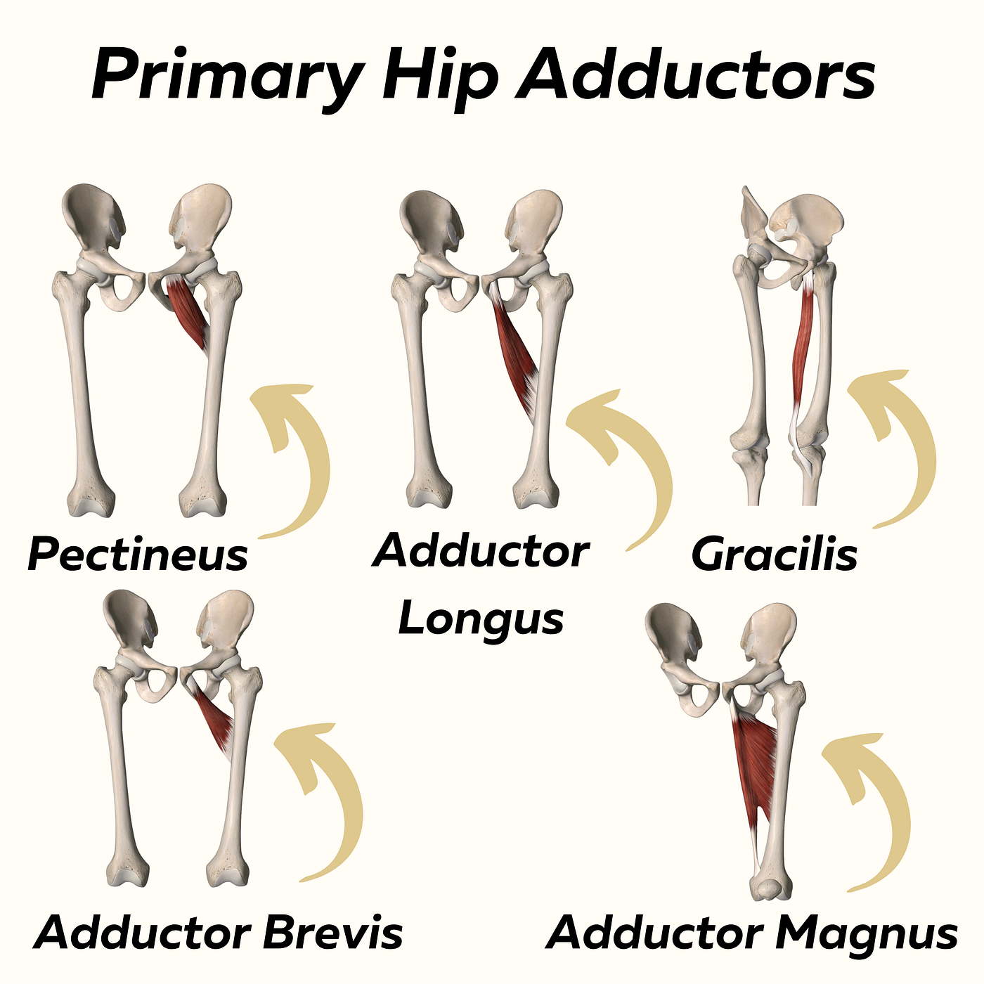 Hip Abduction Muscles
