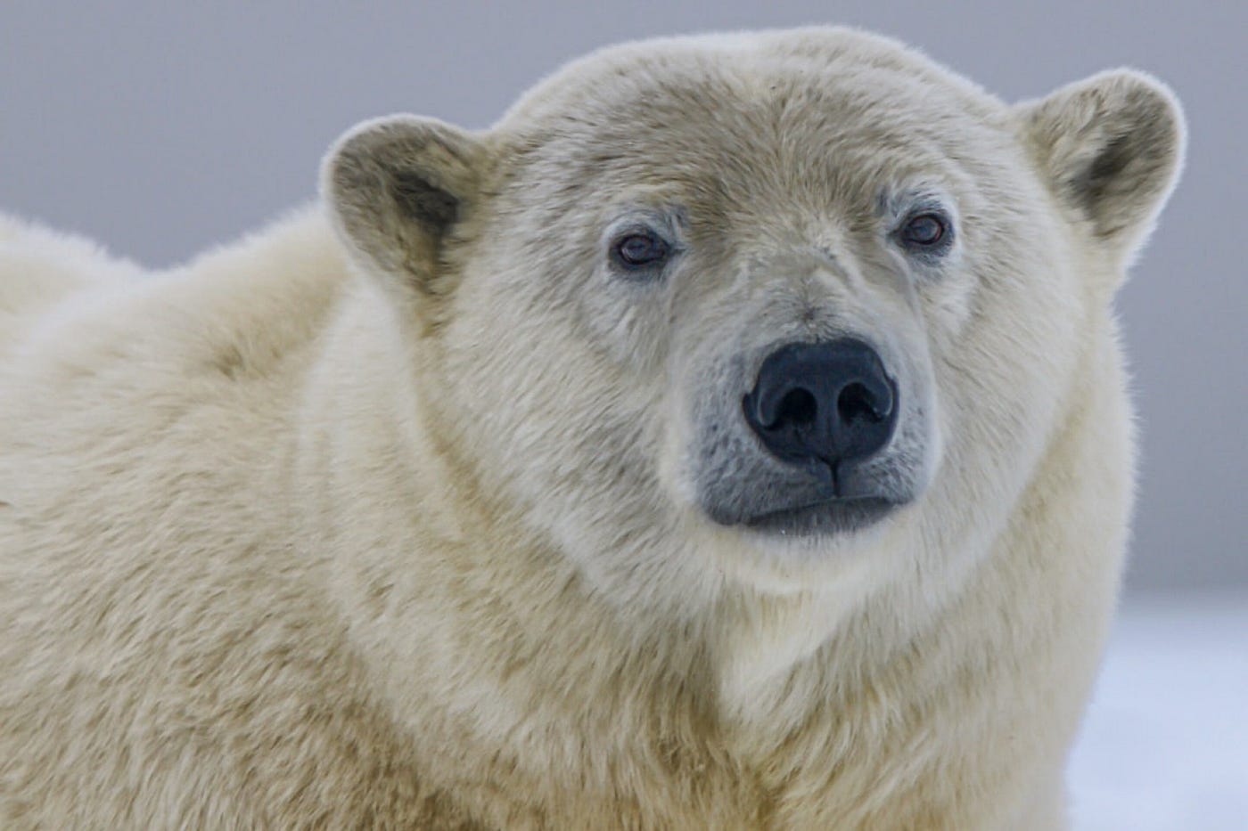 Albino Polar Bear Hangover