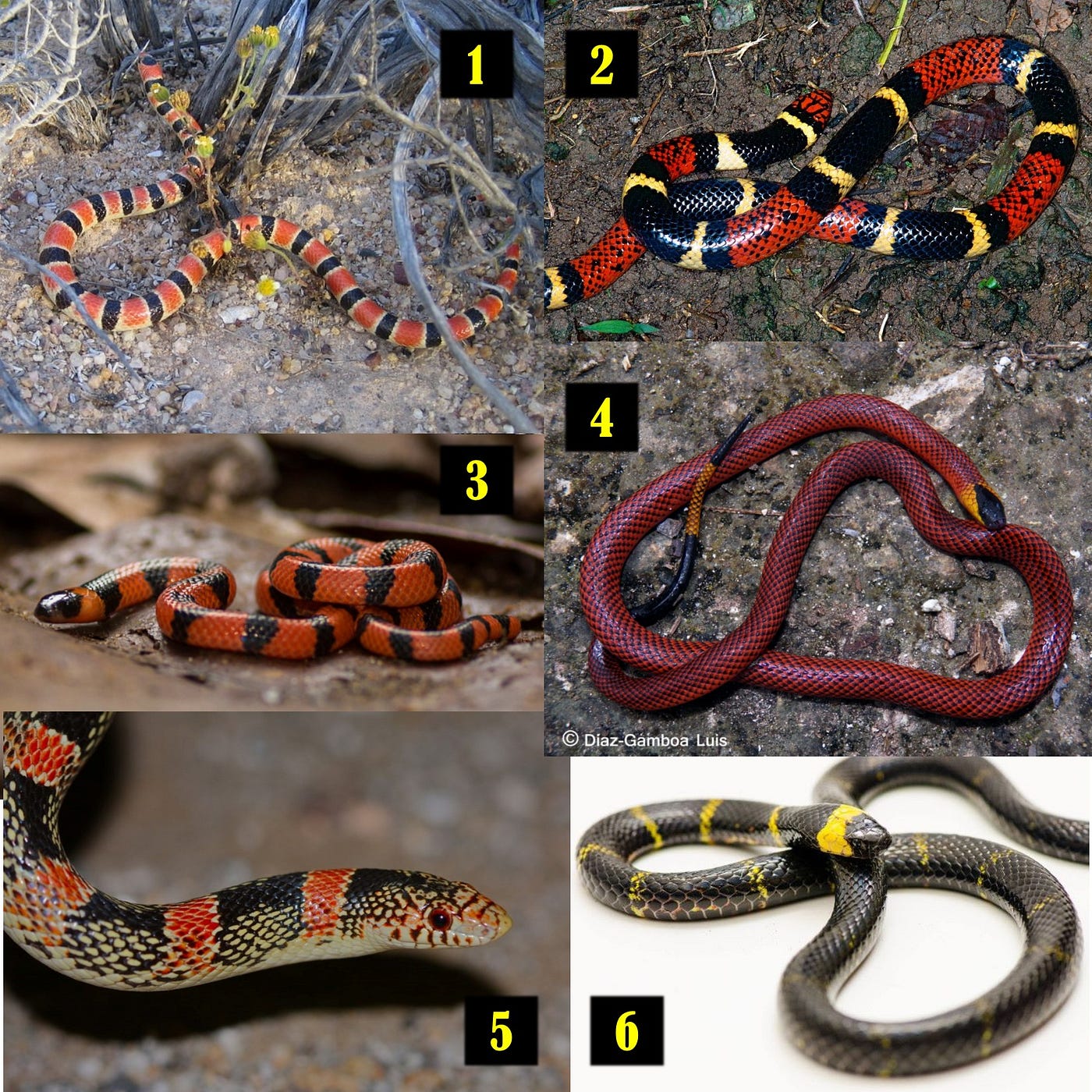 Different Types Of Non Poisonous Snakes How NOT To Identify A Venomous