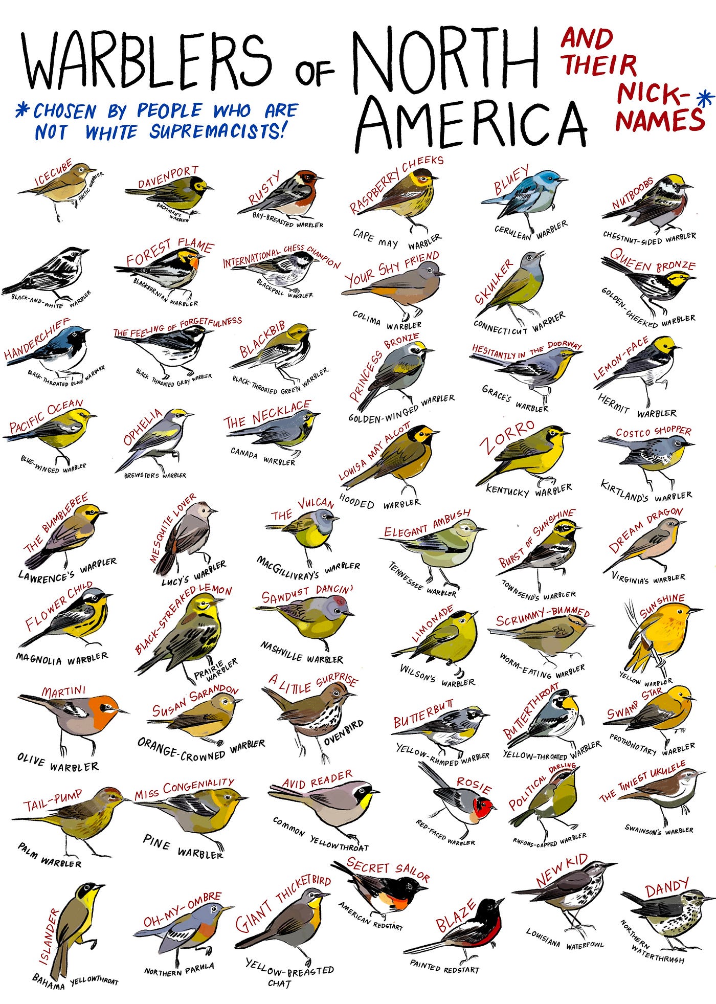 Arctic Birds Names