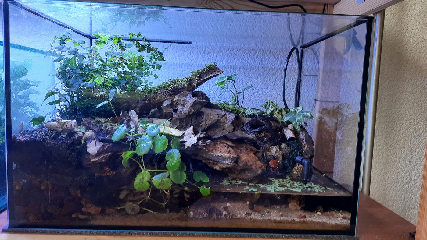Moon Crab Terrariums Cardisoma Armatum (African Rainbow Crab)