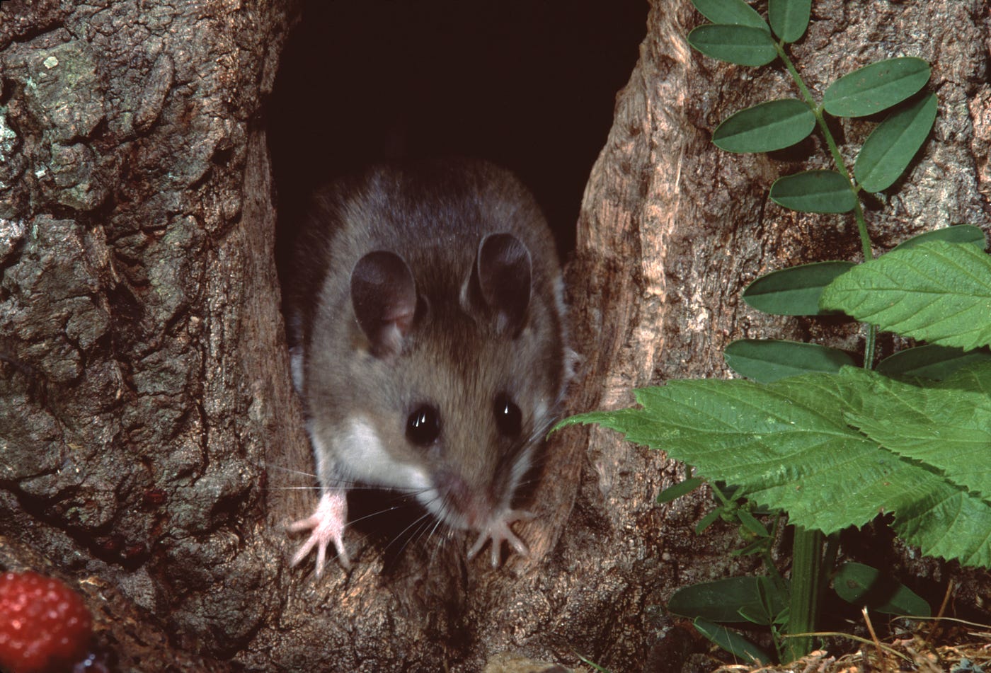 Deer Mouse Droppings