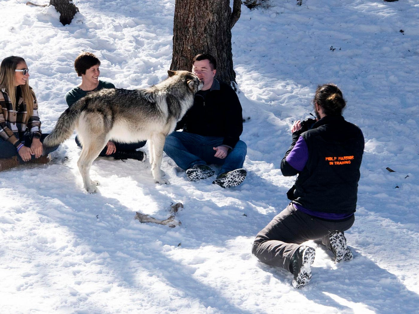Se Permiten Perros En Colorado Wolf And Wildlife Center