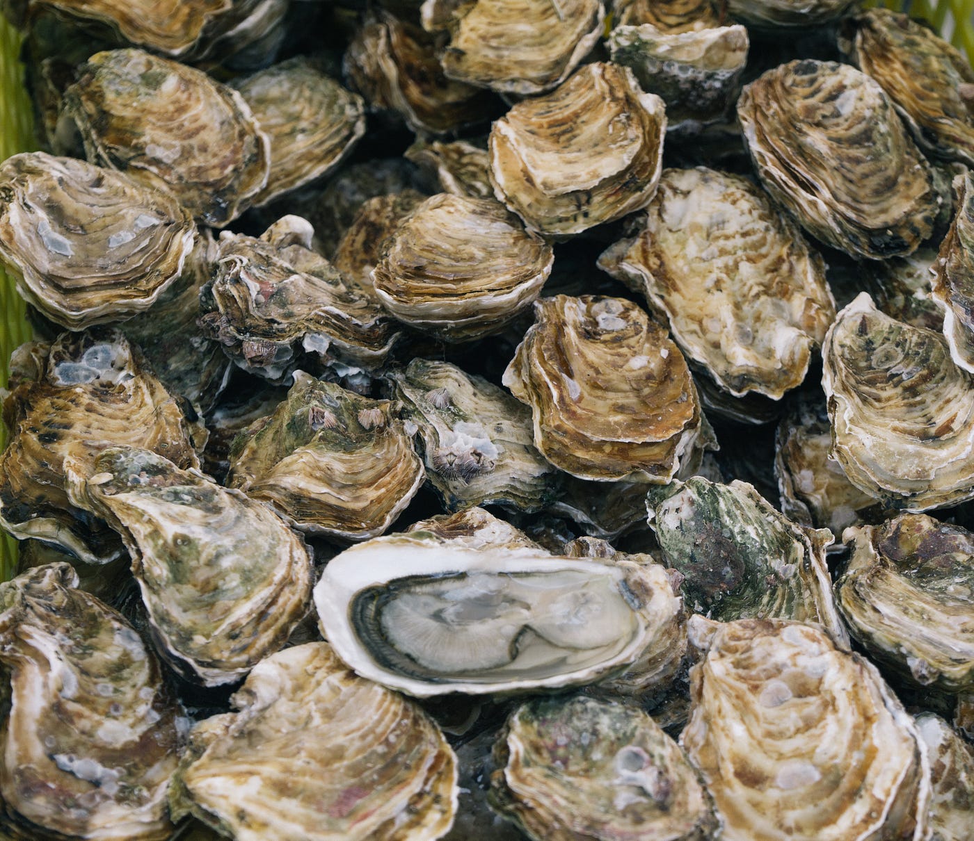 Live Oysters In Water