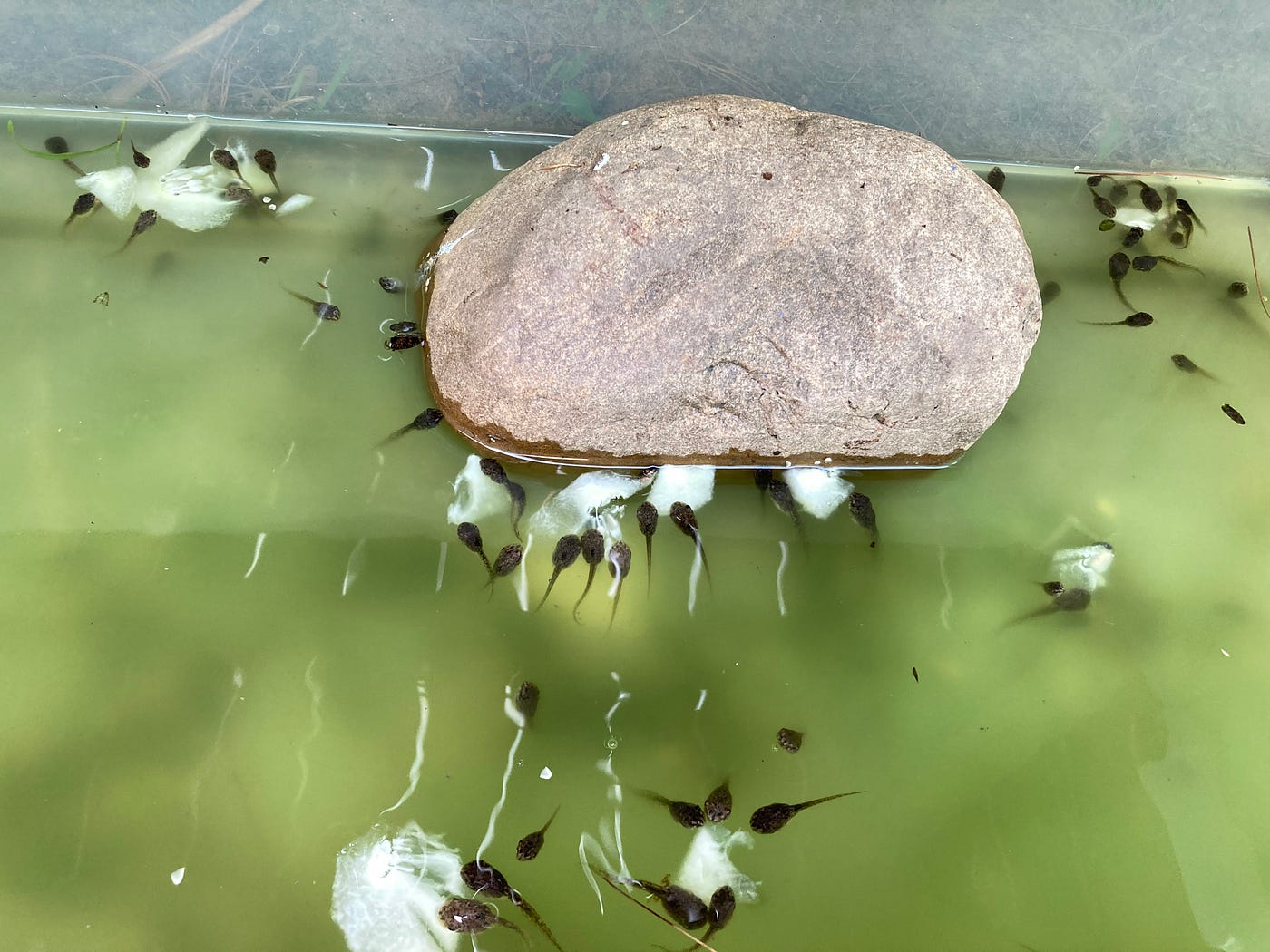 Tadpoles In Water Raising Dart Frog Tadpoles – NCDartFrogs