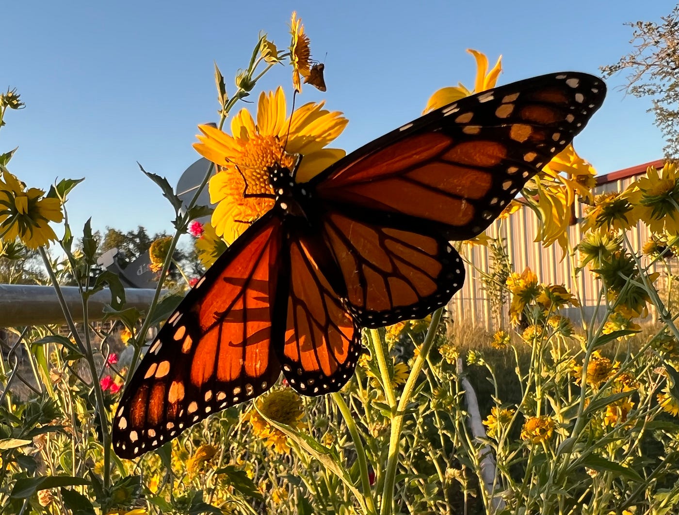 Blue Monarch Butterflies