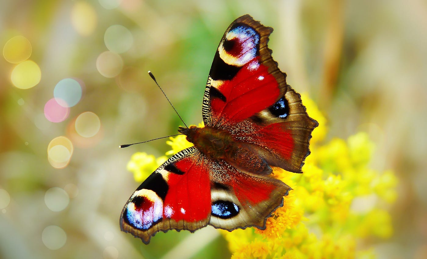 Free Like A Butterfly