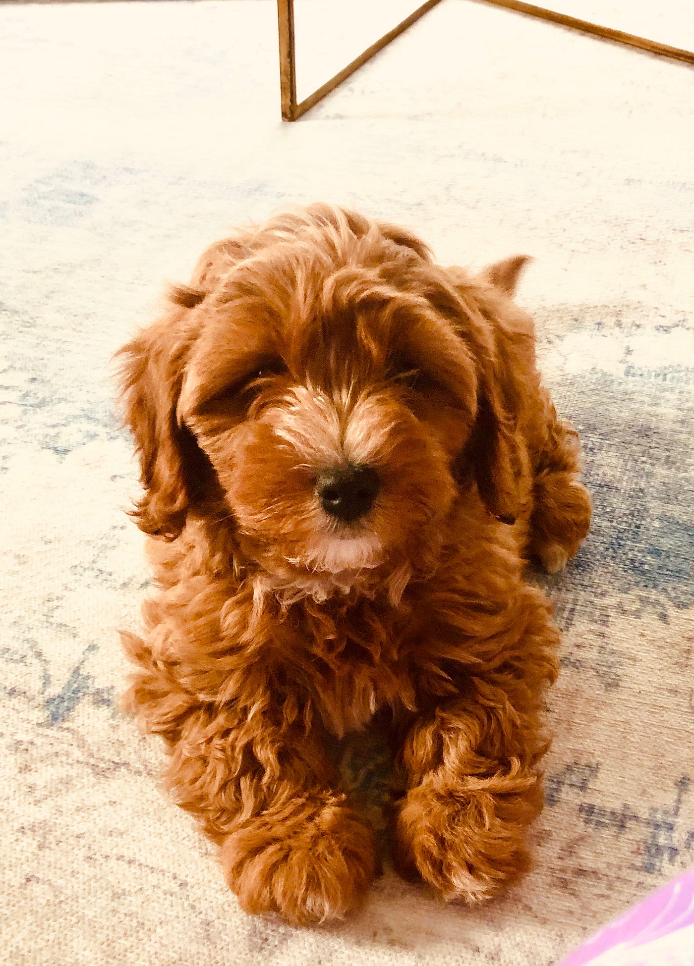 Coco Wexler Hd