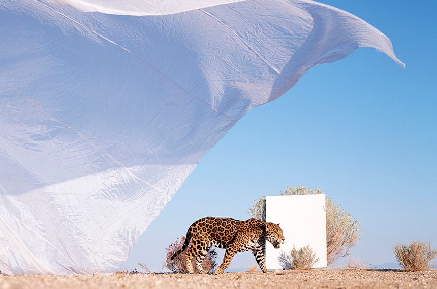 James Balog Animal Photography