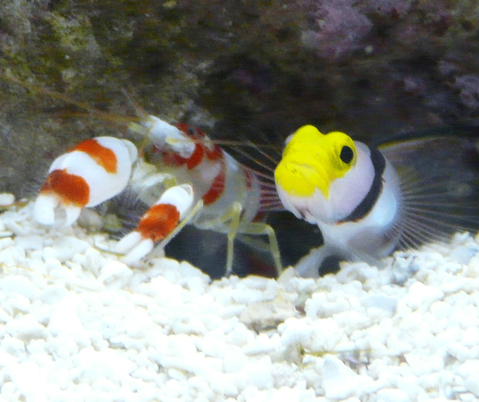Pistol Shrimp Gif