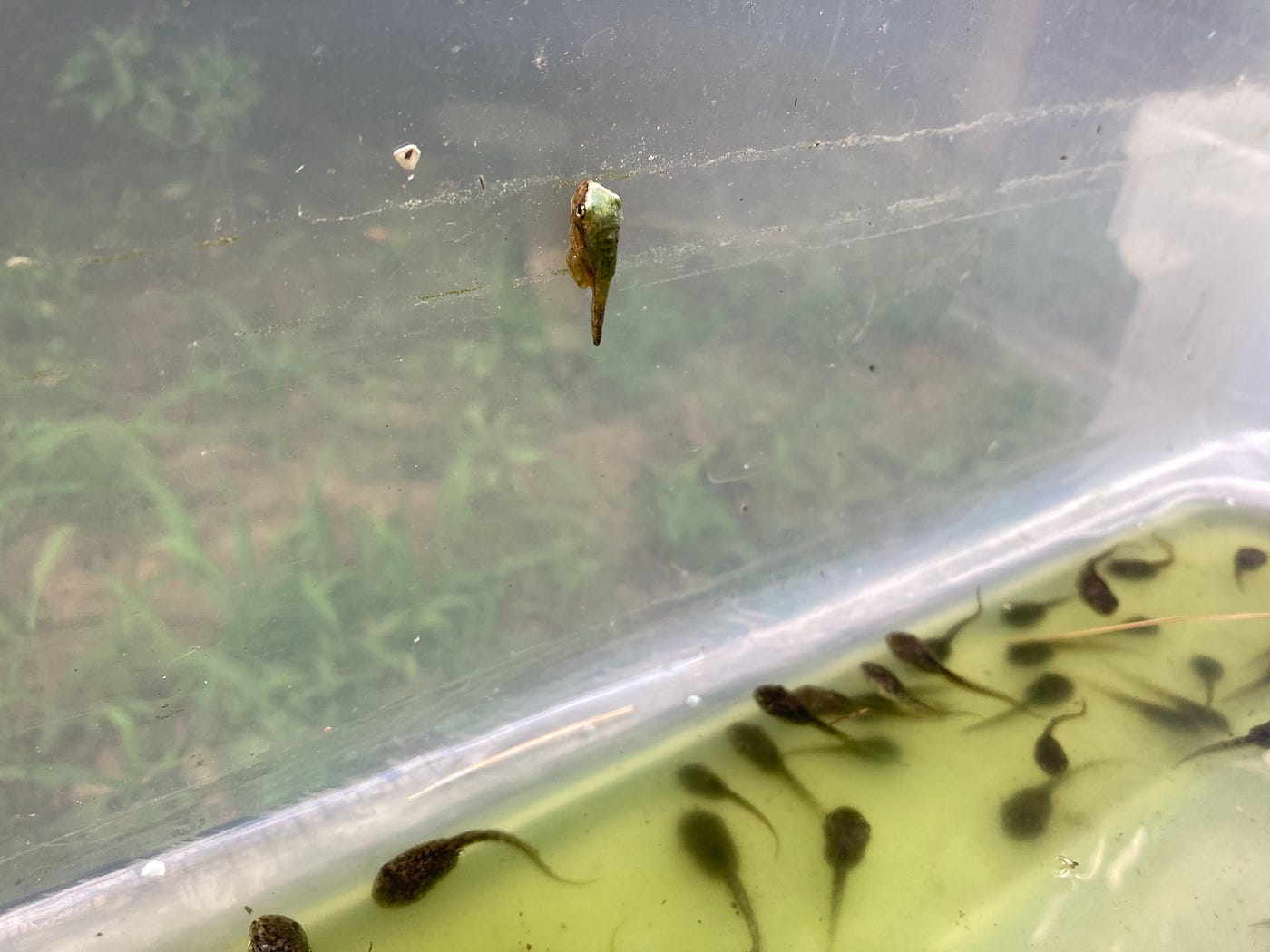 Tadpoles In Water Raising Dart Frog Tadpoles – NCDartFrogs