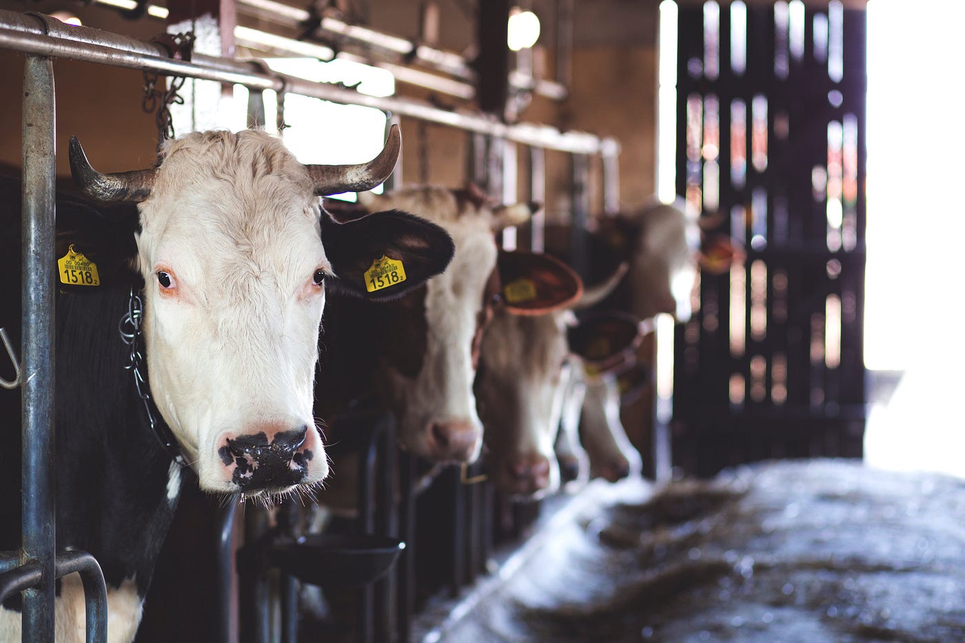 Scary Cows