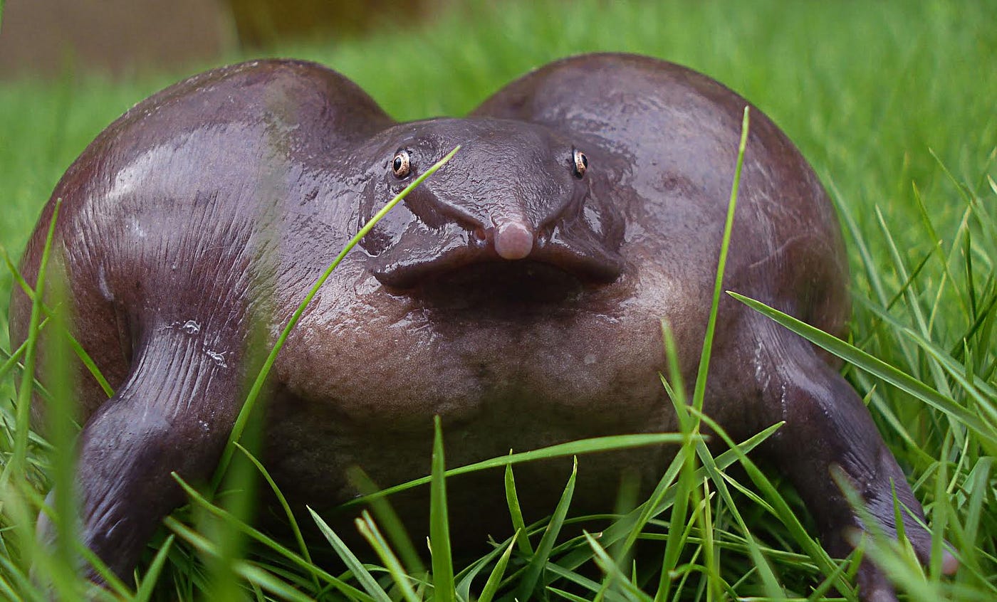 Awkward Animal Pictures