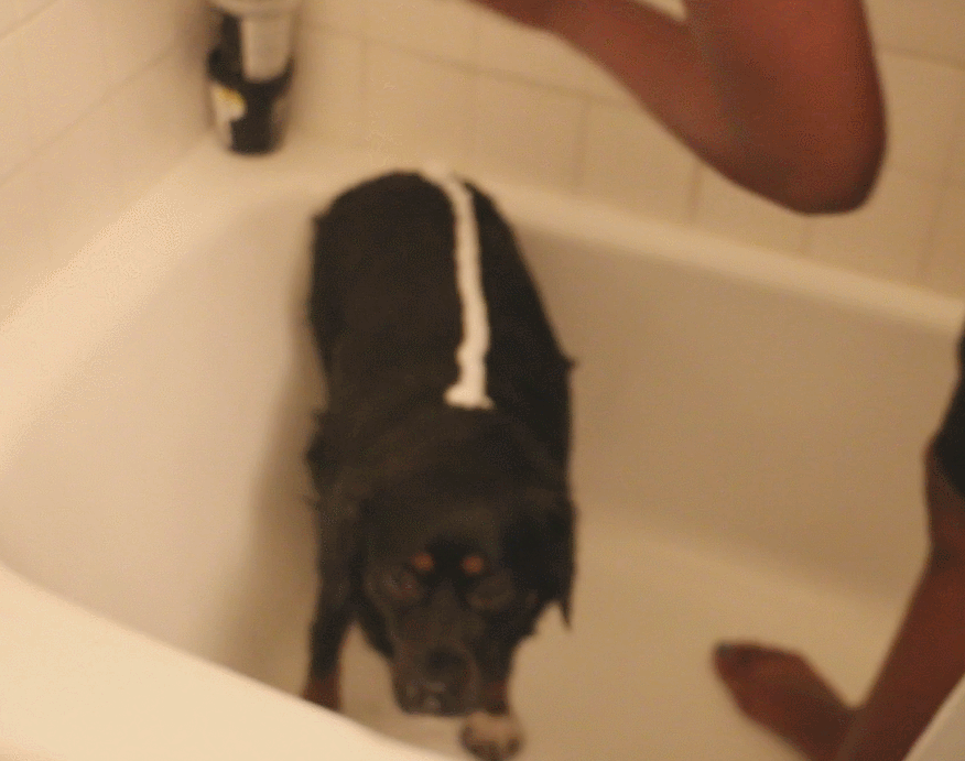 Patient Dog Gif