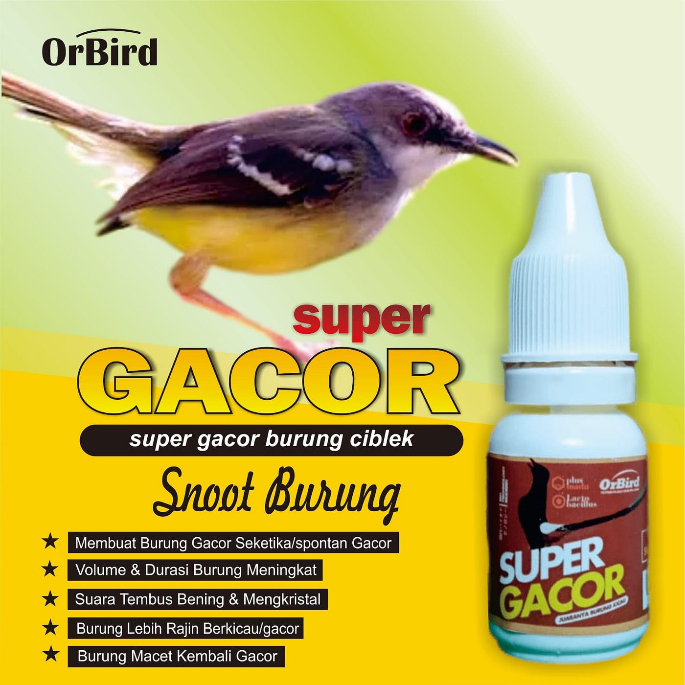Burung Jalak Suren Kalimantan