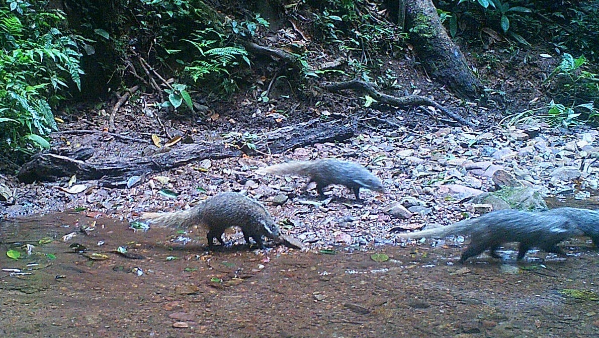 Laos Animals