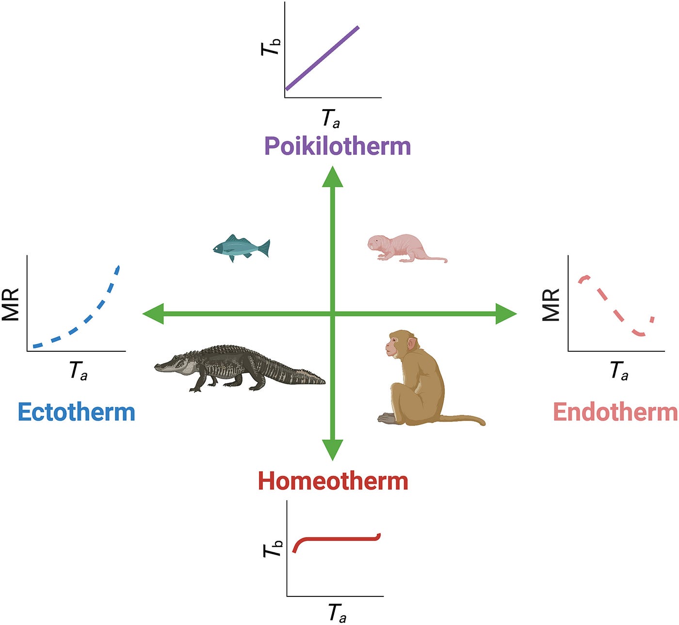 Endothermic Examples Animals