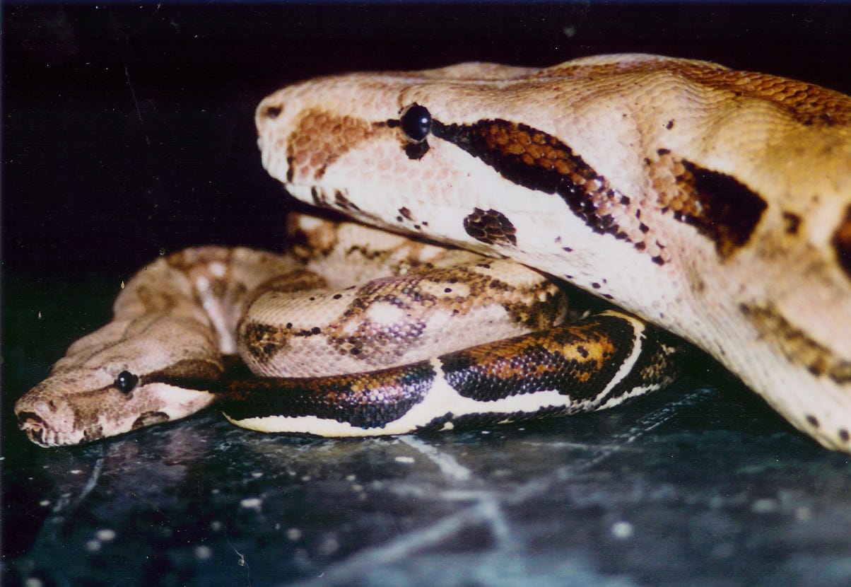 Funny Looking Snakes