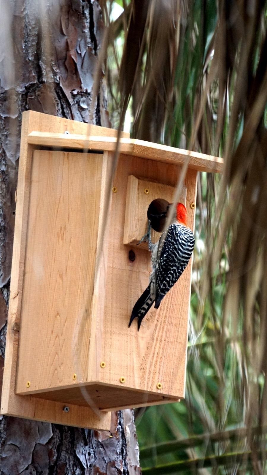 Woodpecker Nest